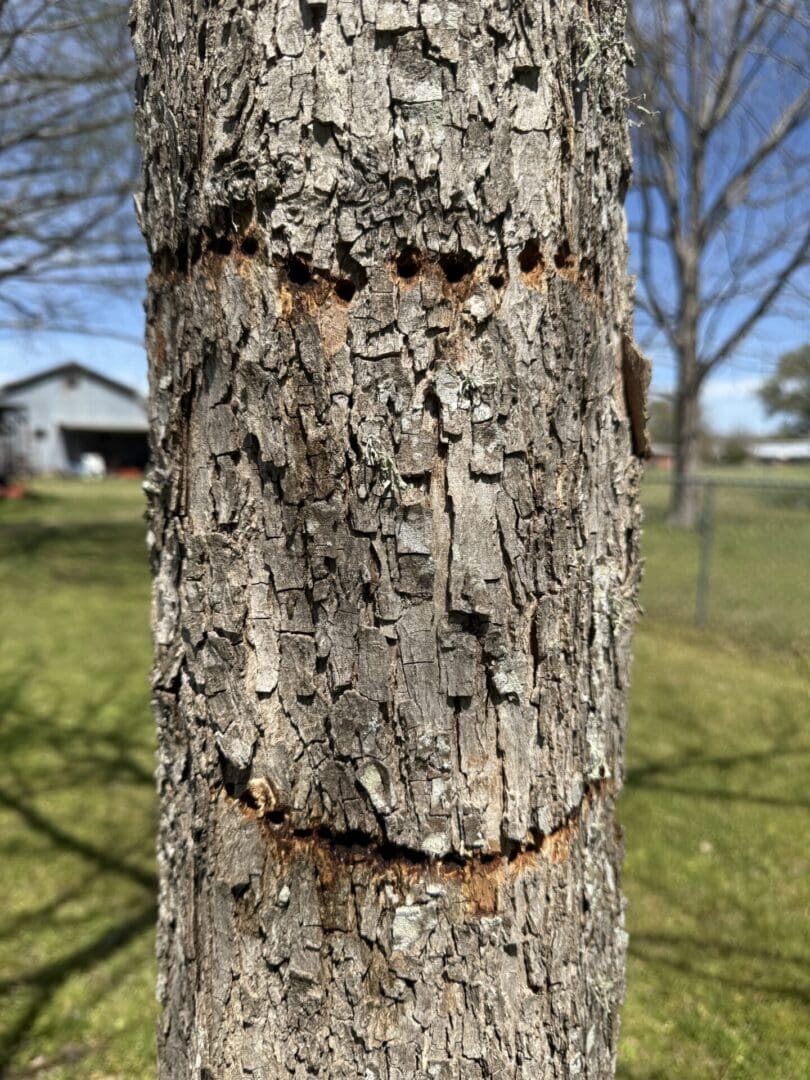 Pecan Tree Signs of illness - Identifying and Addressing Tree ...